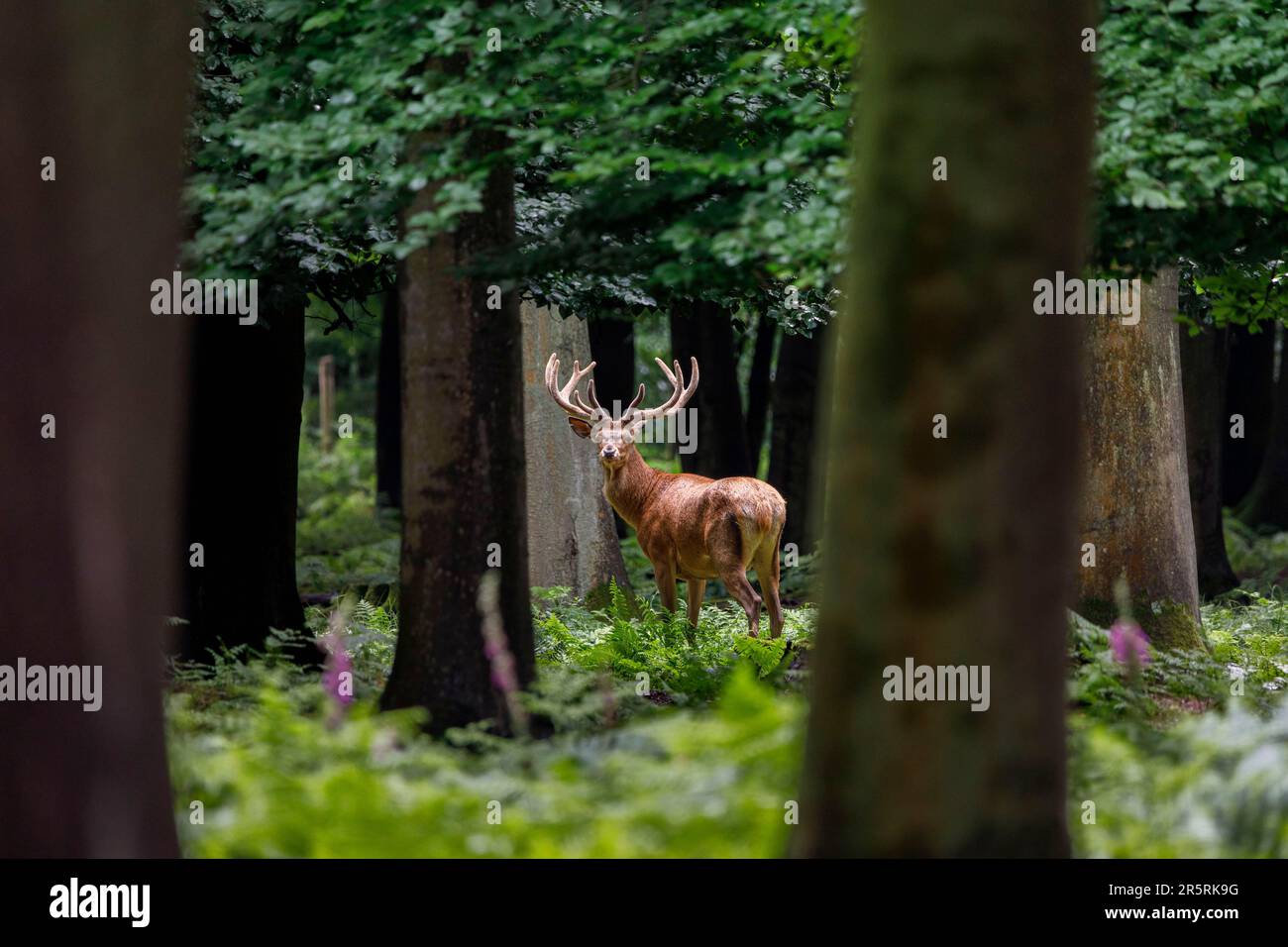 Roumare forest hi-res stock photography and images - Alamy