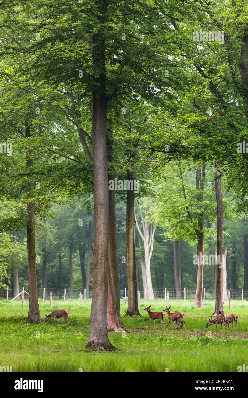 Five types of vegetation hi-res stock photography and images - Alamy