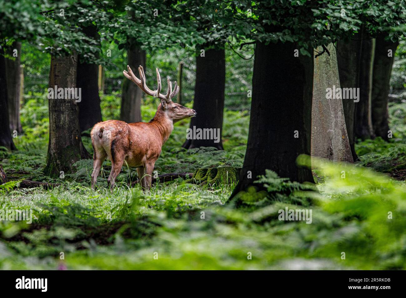 France, Eure, Val-de-la-Haye, Roumare Forest Animal Park, isolated red ...