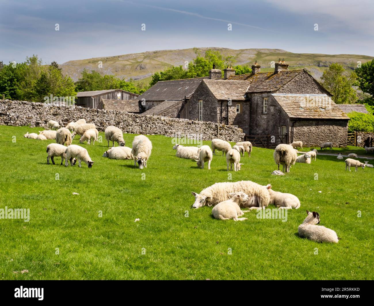 Sheep outside a farmhouse in Crummackdale above Austwick, Yorkshire ...