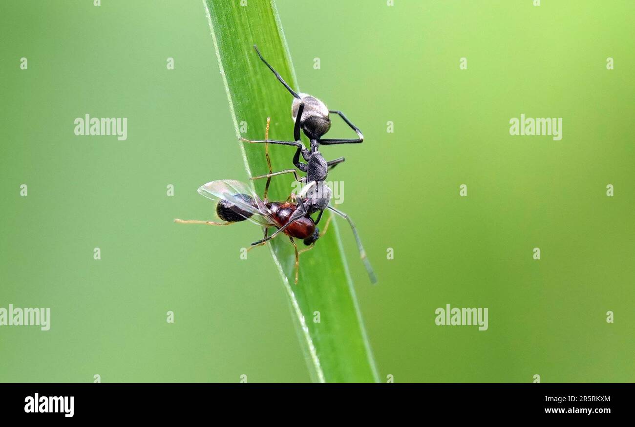 A fly and an ant standing in close proximity on a green leaf Stock ...