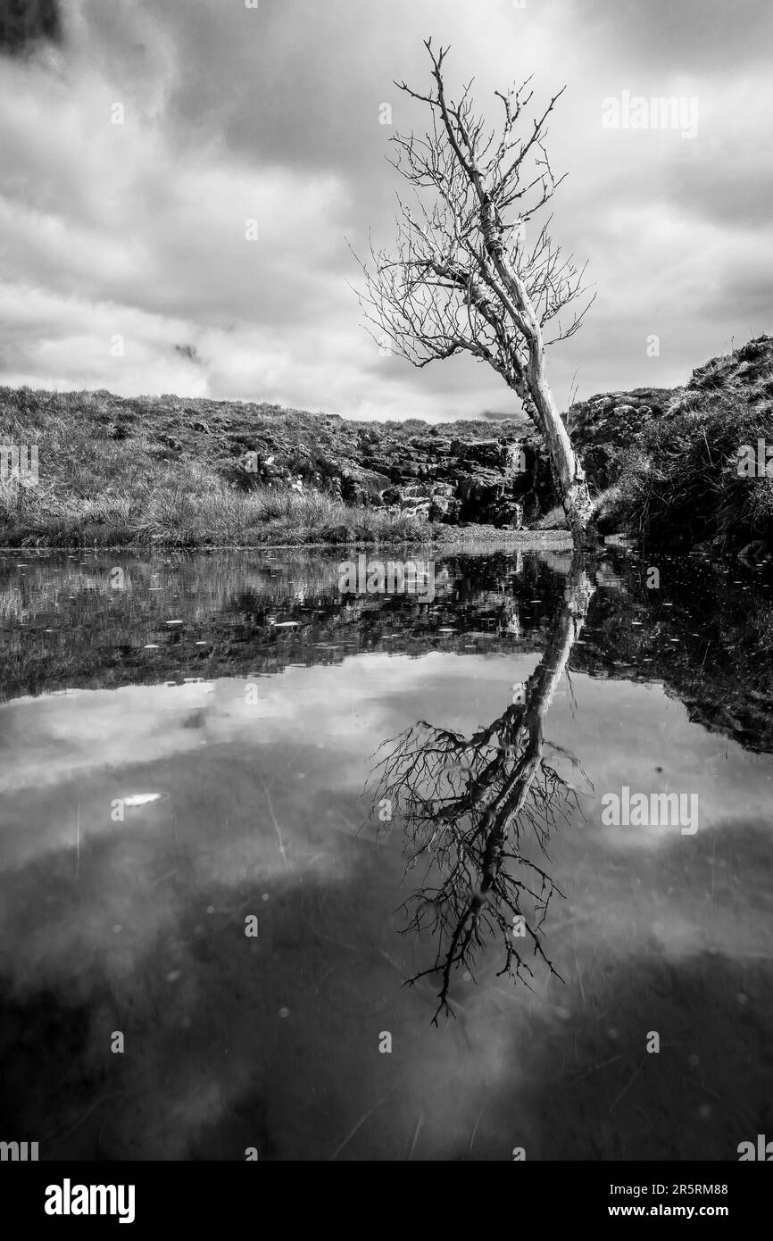 Reflection of dead tree in water, highlands of Scotland Stock Photo - Alamy