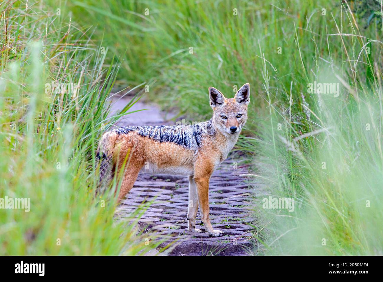 South Africa, Free State, Maloti-Drakensberg Park (UNESCO World ...