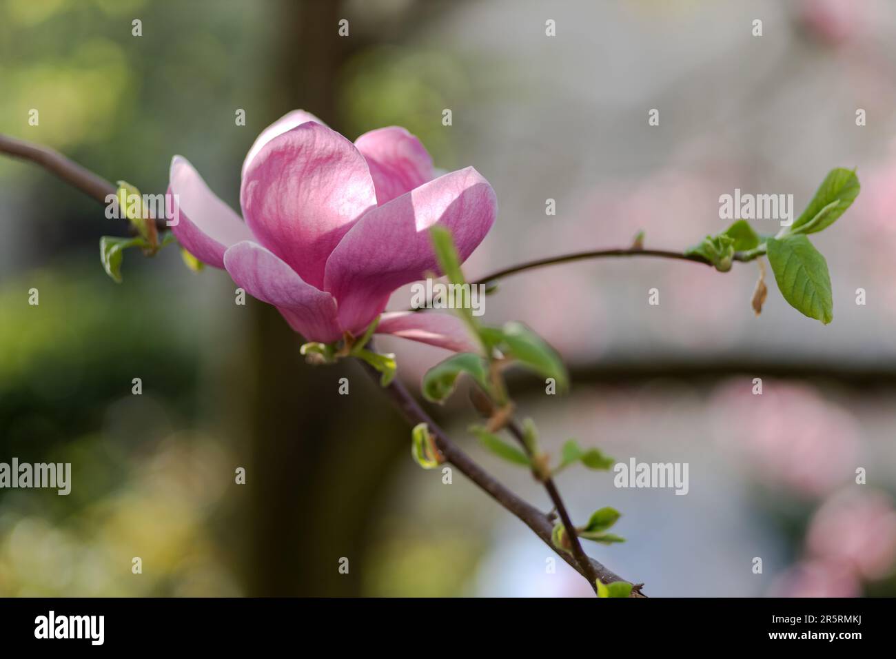 Red flowering magnolia tree hi-res stock photography and images - Alamy