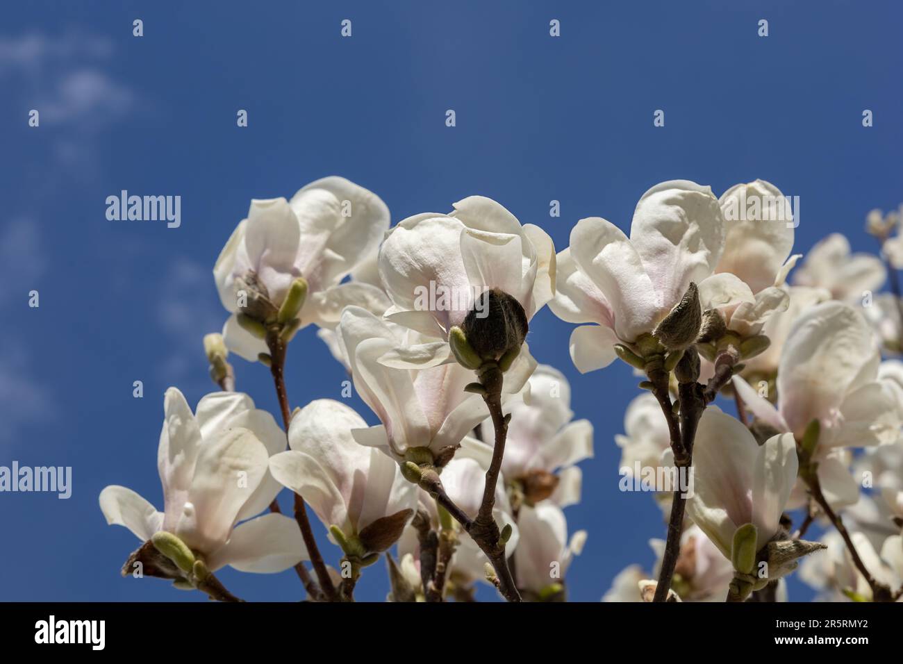 Large flowering magnolia tree against the background of the rain sky ...