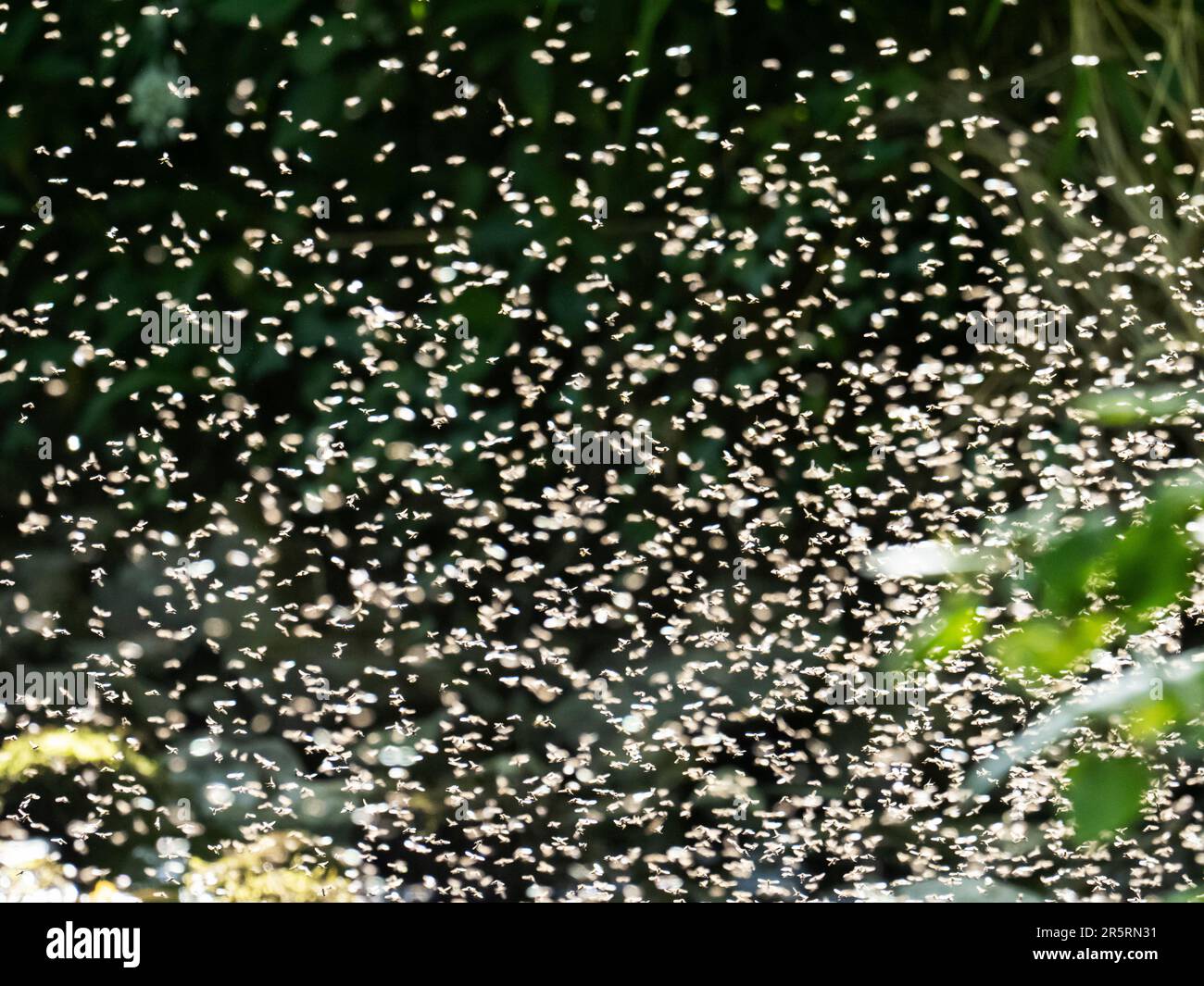 Swarm of flies hi-res stock photography and images - Alamy