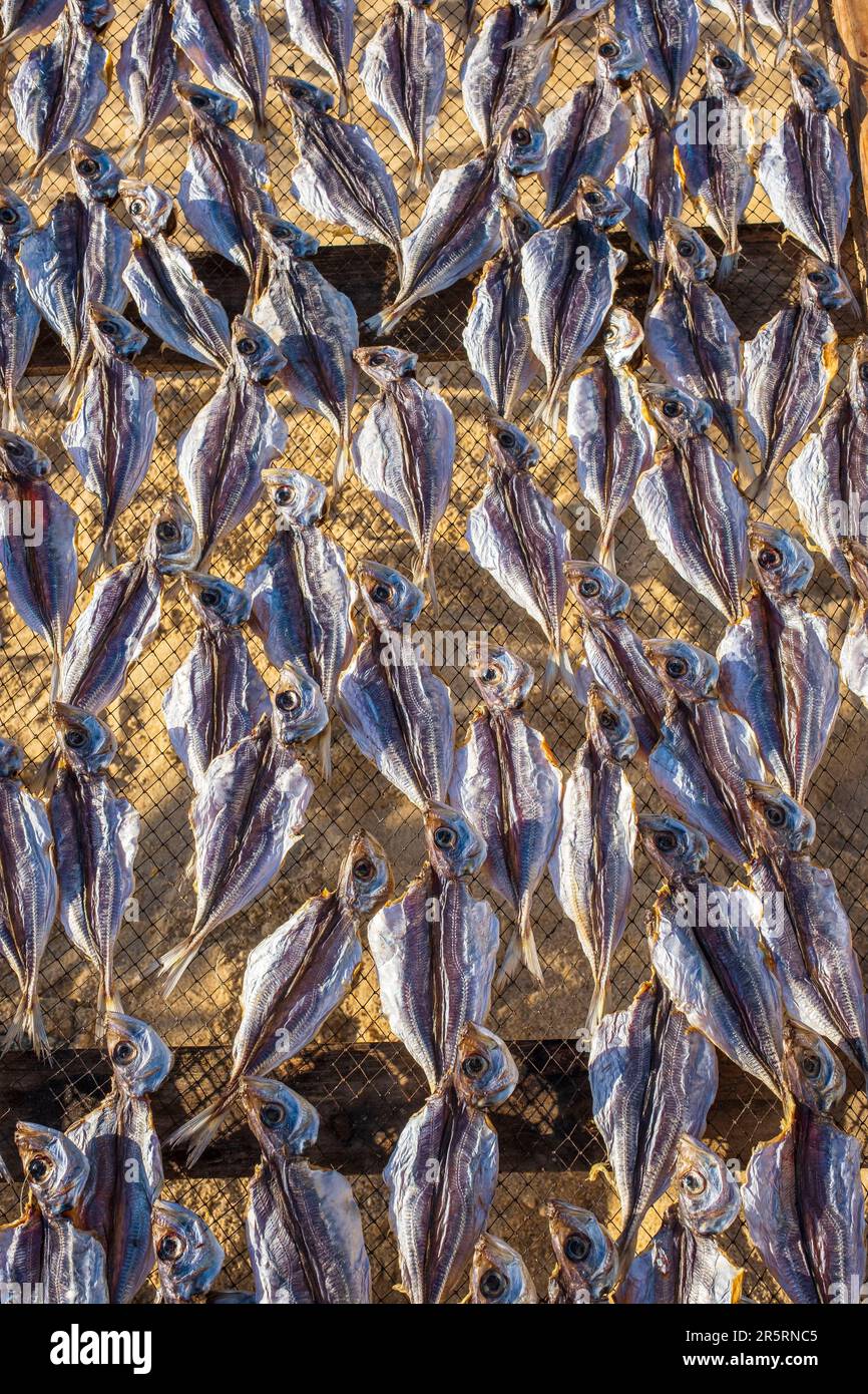 Portugal, Central region, Nazaré searesort, Dry Fish Museum, living ...