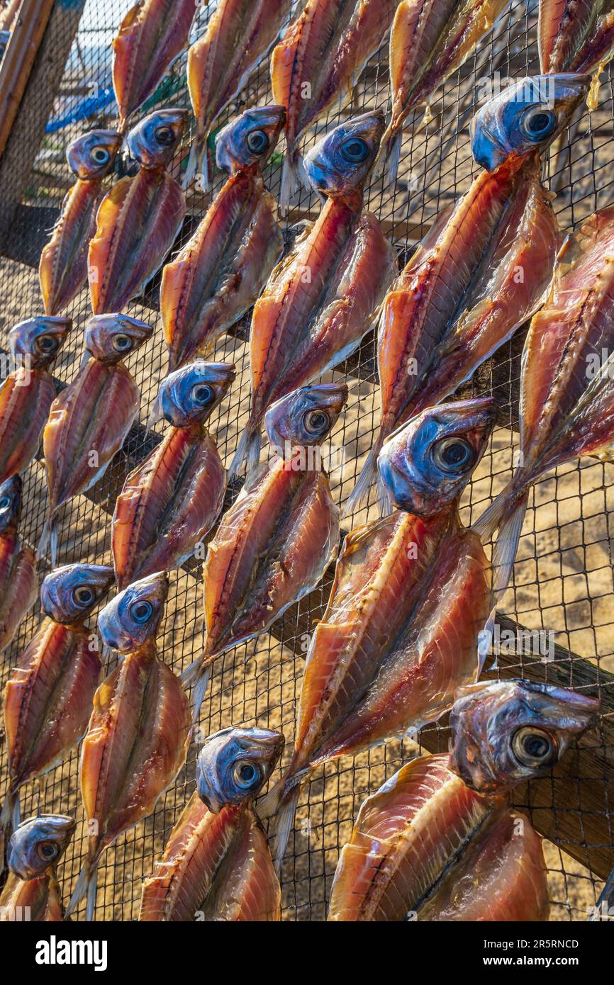Portugal, Central region, Nazaré searesort, Dry Fish Museum, living ...