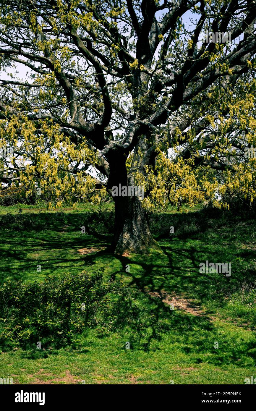 Cissbury Ring - West Sussex UK Stock Photo - Alamy