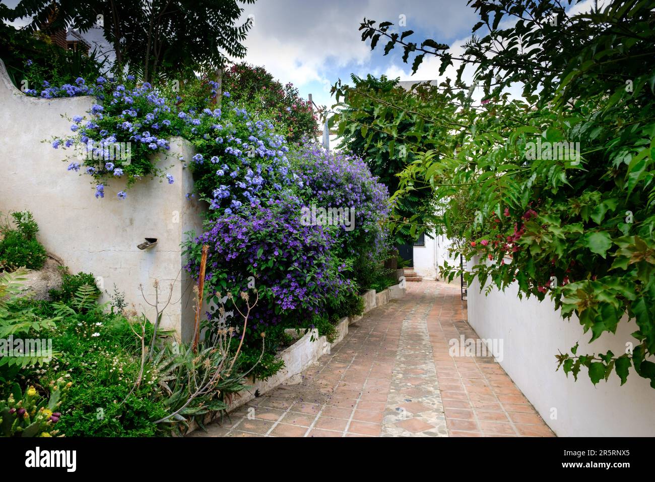 Flora in the mountain top pueblo of Comares, Axarquia, Malaga ...