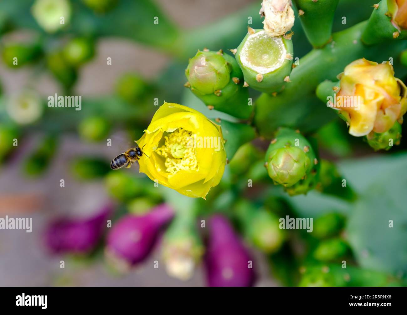 A bee pollinating a Prickly Pear cactus in the mountain top pueblo of ...
