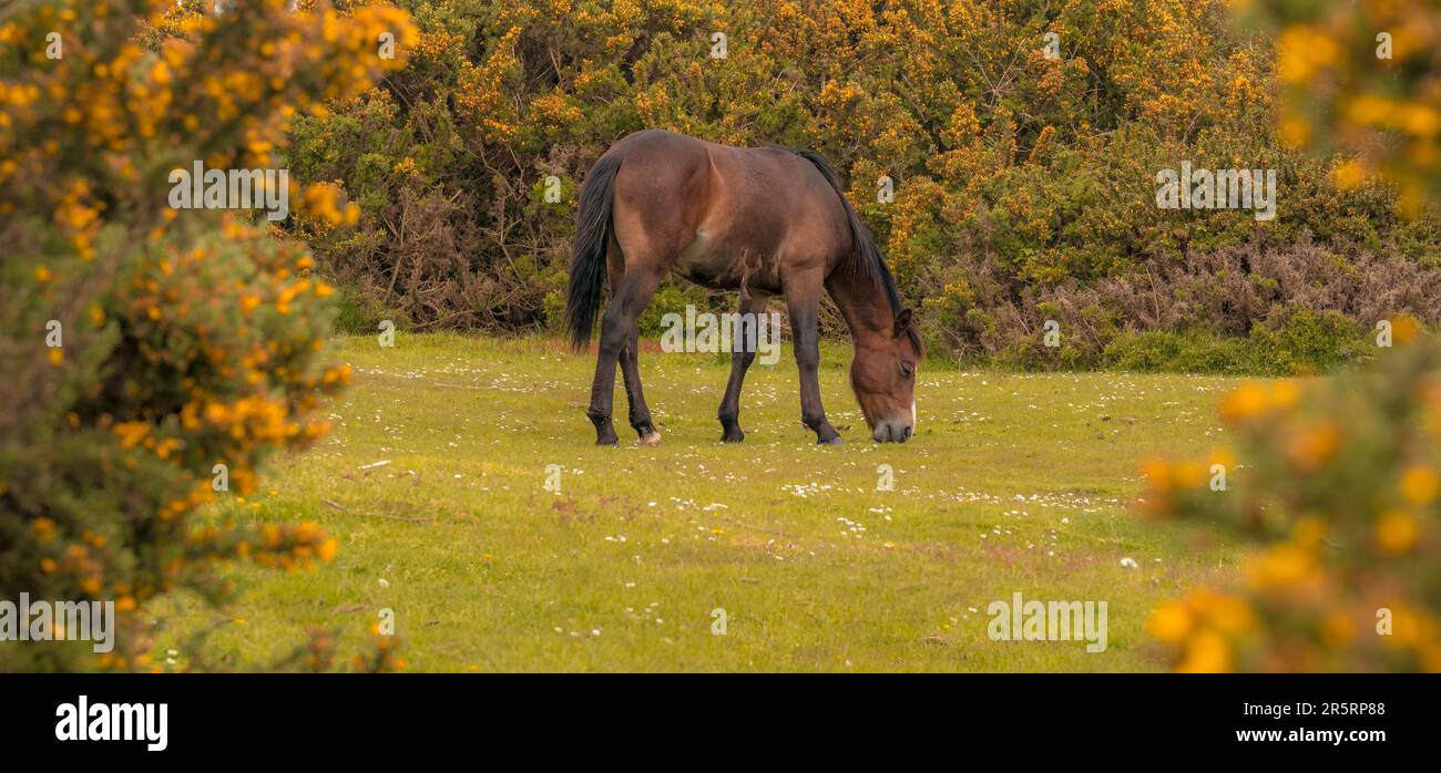 Cissbury ring wild pony hi-res stock photography and images - Alamy
