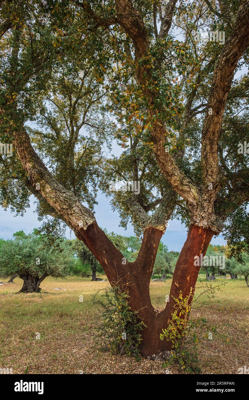 Portugal, Alentejo region, surroundings of Monsaraz, cork oaks Stock ...