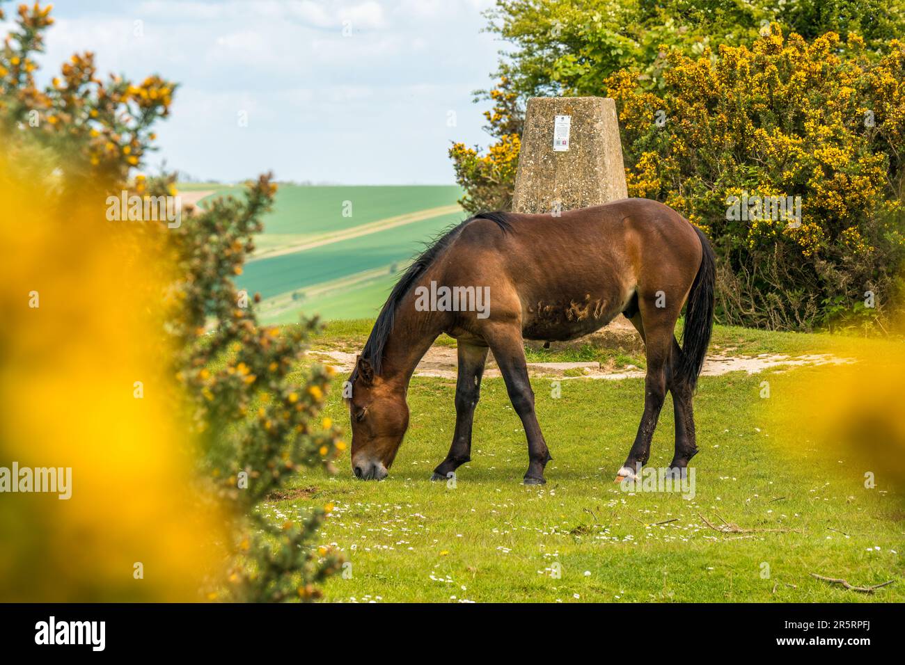 Cissbury ring wild pony hi-res stock photography and images - Alamy