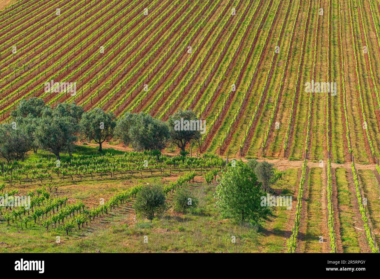 Portugal, Alentejo region, Estremoz, vineyard and olive trees at the ...