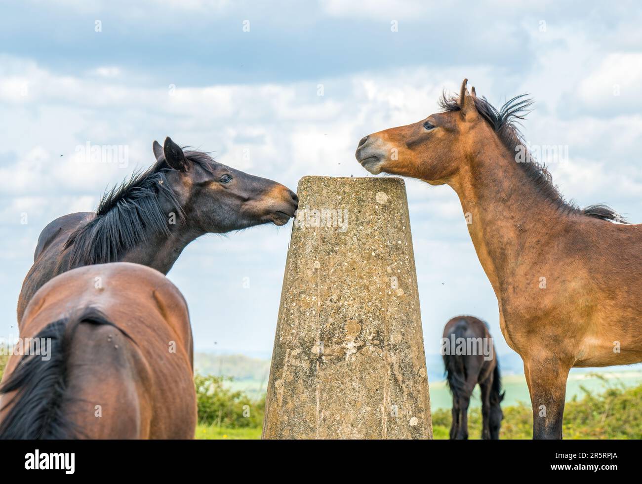 Cissbury Ring - West Sussex UK Stock Photo - Alamy