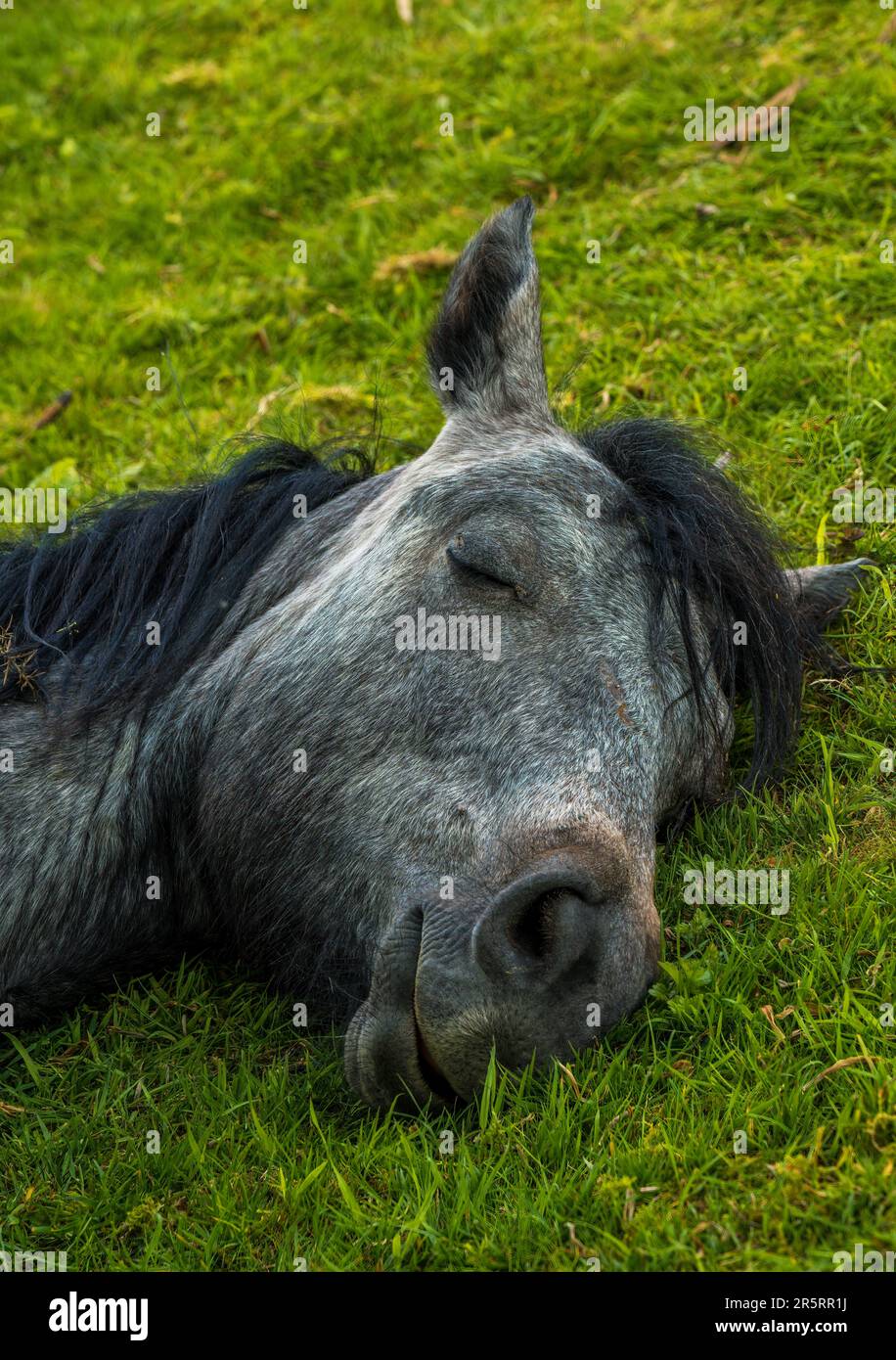 Cissbury ring wild pony hi-res stock photography and images - Alamy