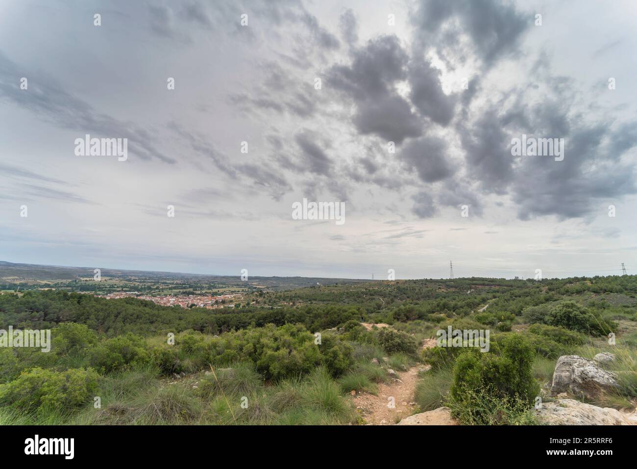 Field full of vegetation, small trees and bushes in the middle of the ...