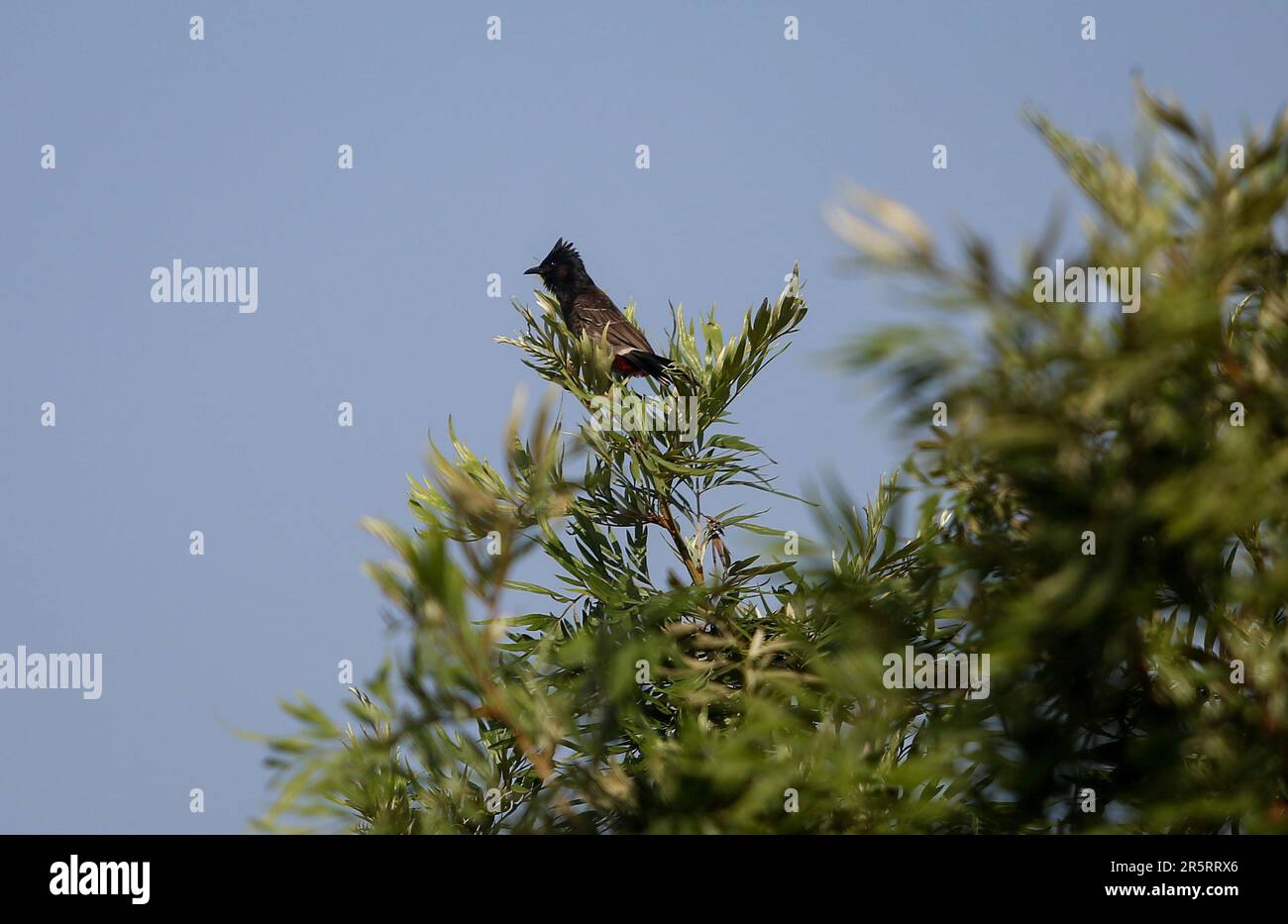 Kathmandu, Bagmati, Nepal. 5th June, 2023. A Red-vented Bulbul rests on ...