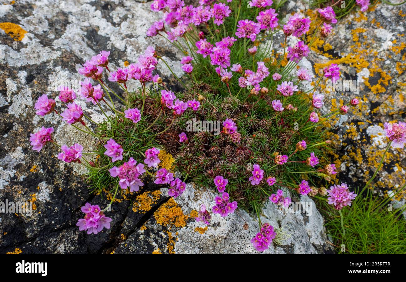 Sea Pinks - also known as Thrift - growing amongst the rocks on a beach ...