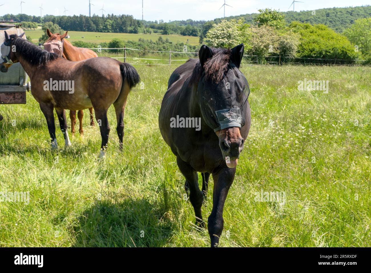 Pferde im wald hi-res stock photography and images - Alamy