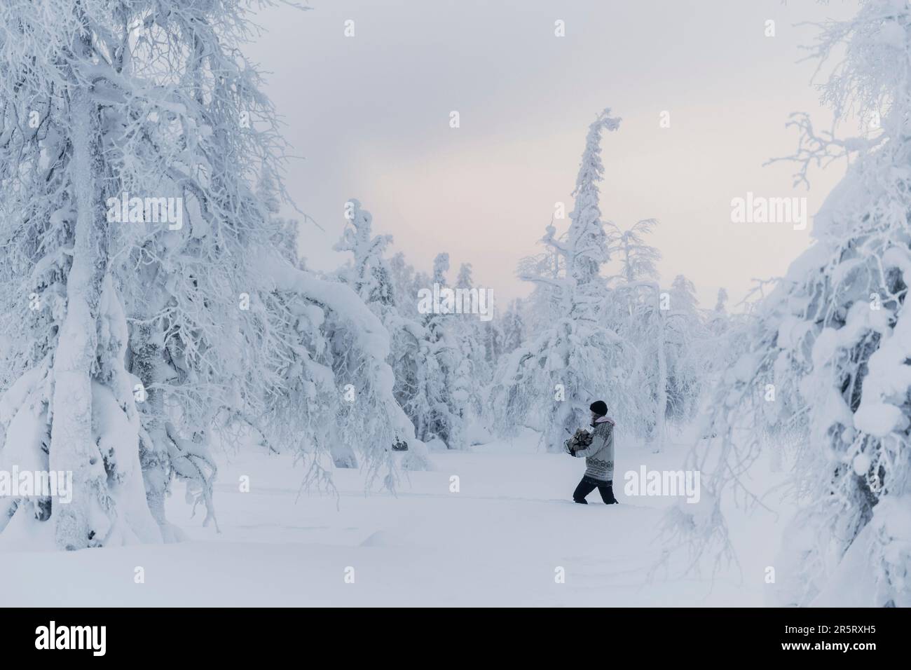 Finland, Lapland, Muonio, woman bring wood to the cabin in ...