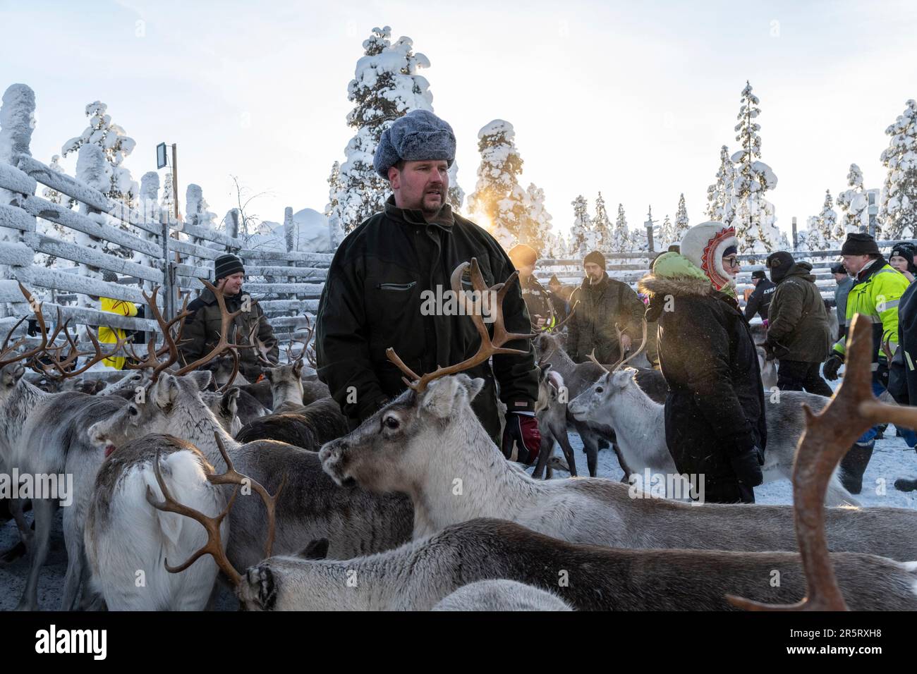 Finland, Lapland, Kittila, herders sort the reindeer Stock Photo - Alamy
