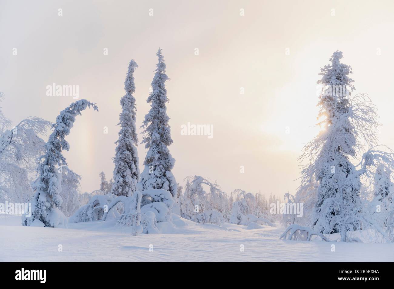 Finland, Lapland, Muonio, snowy forest in Pallastunturi National Park ...