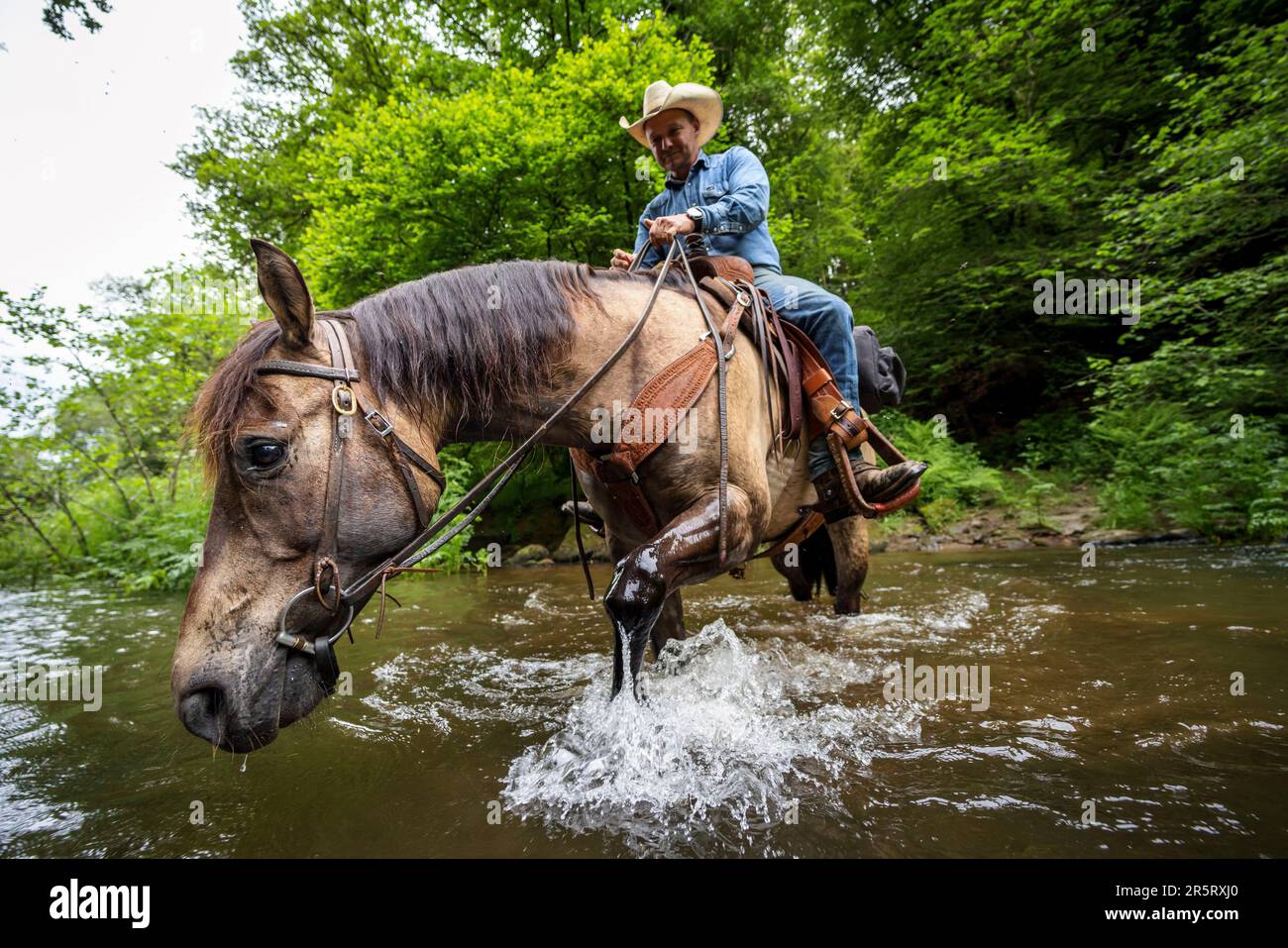 France, Morbihan, Le Saint, river crossing during horseback riding ...