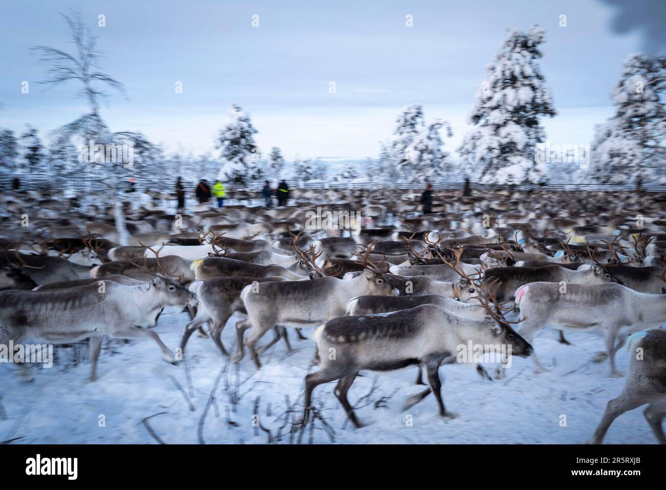 Finland, Lapland, Kittila, herders sort the reindeer Stock Photo - Alamy