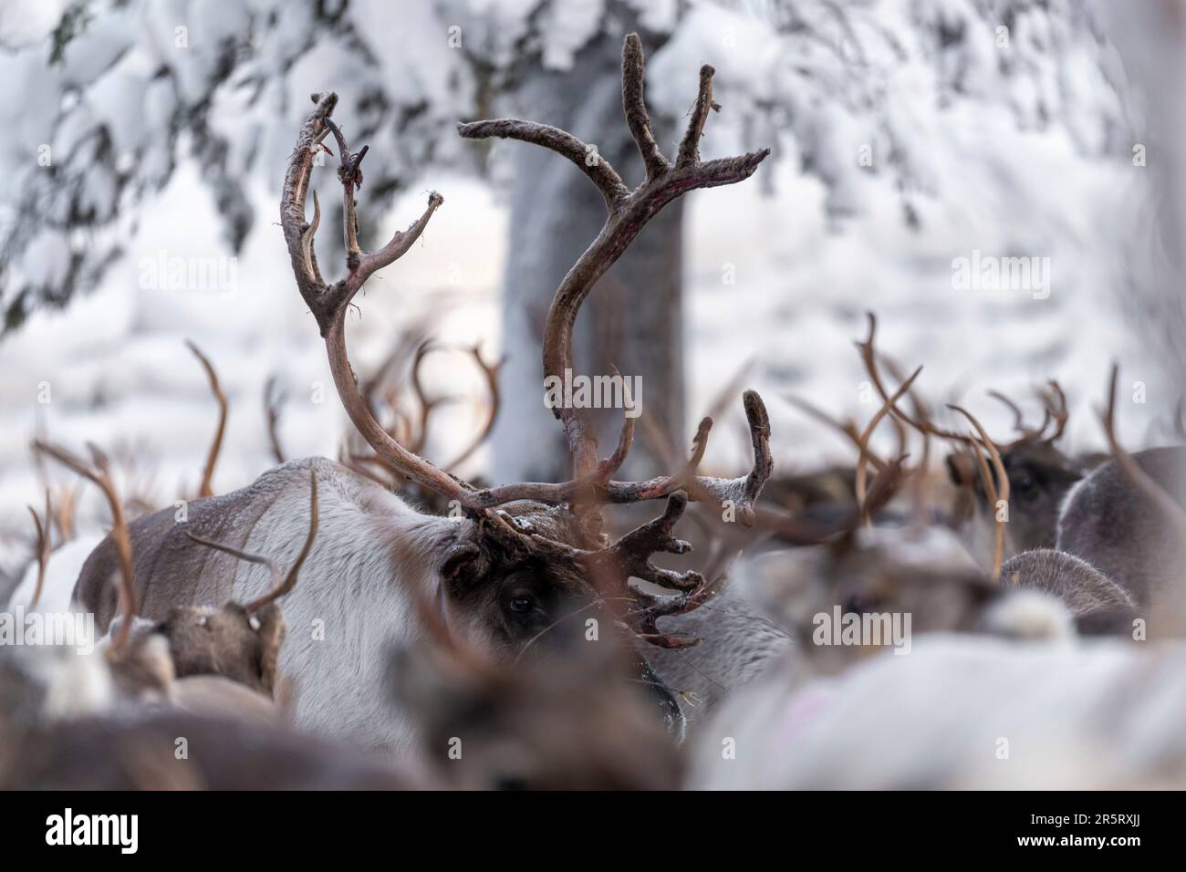 Finland, Lapland, Kittila, reindeer herding Stock Photo - Alamy