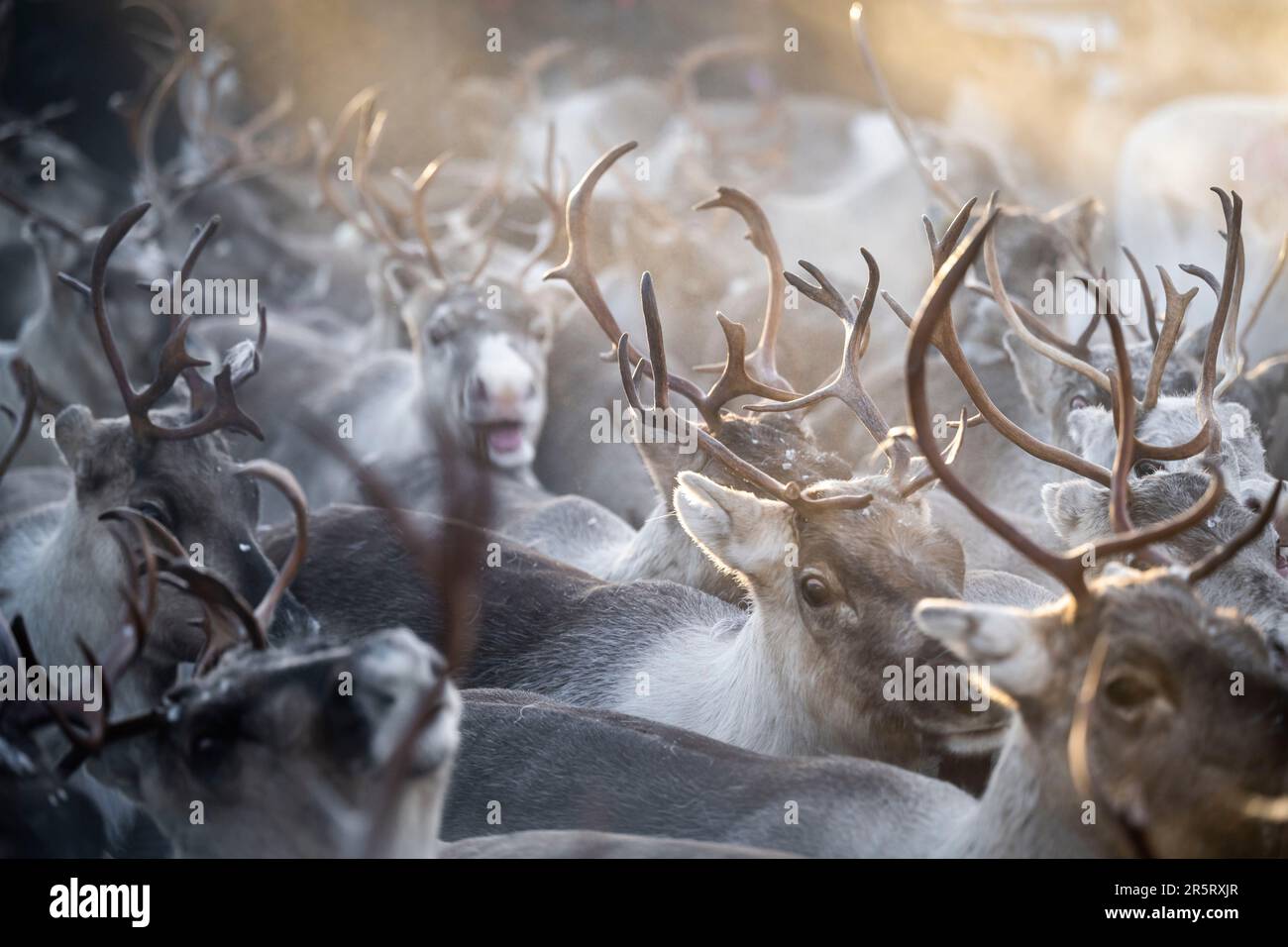 Finland, Lapland, Kittila, reindeer herding Stock Photo - Alamy