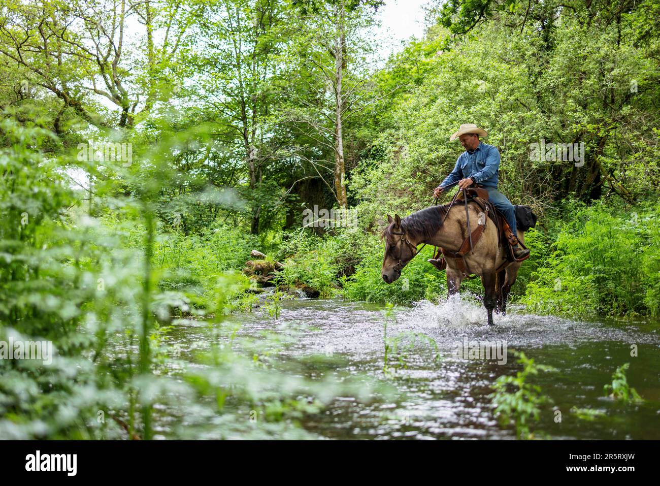 France, Morbihan, Le Saint, river crossing during horseback riding ...