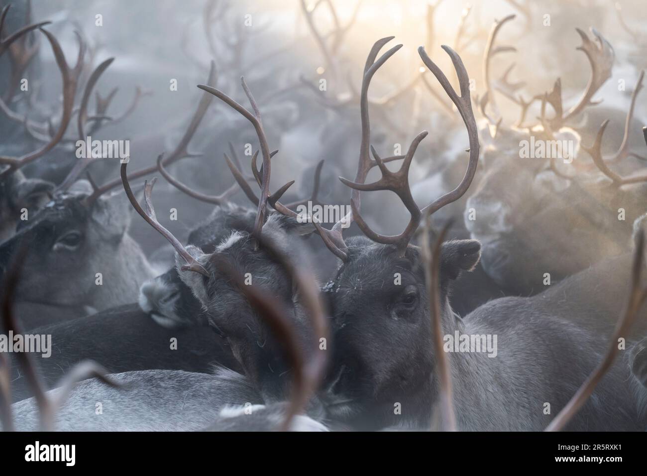 Finland, Lapland, Kittila, reindeer herding Stock Photo - Alamy