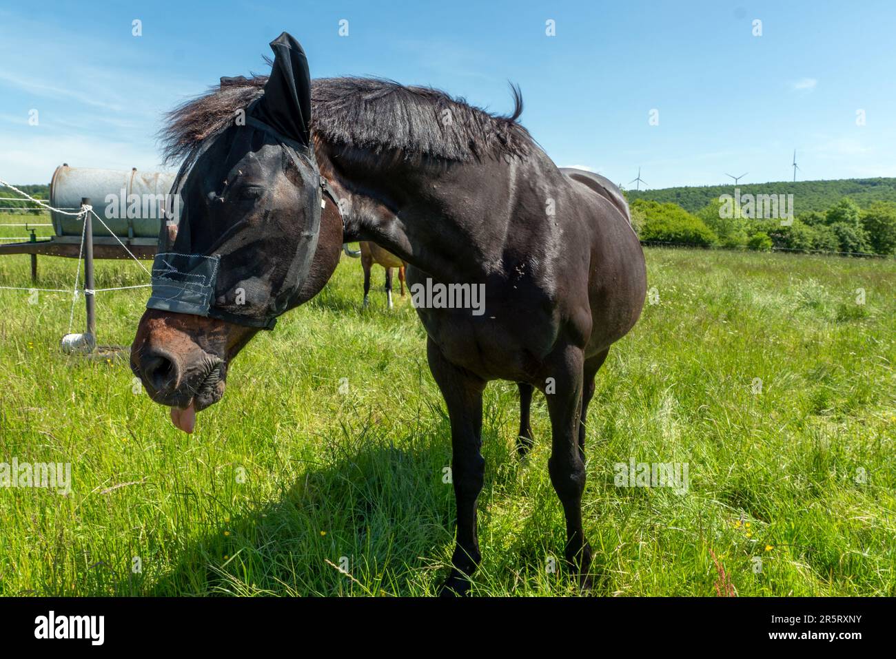Alte mähne hi-res stock photography and images - Alamy