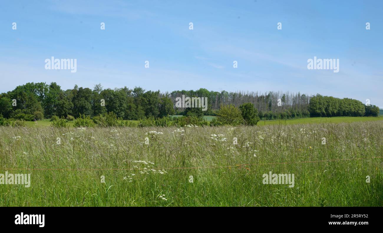 Wiese am wald hi-res stock photography and images - Alamy