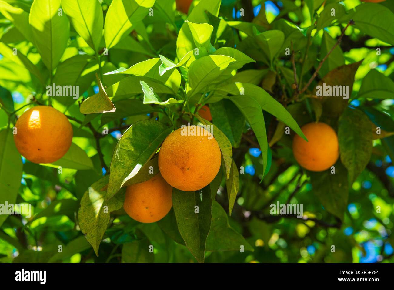 Portugal, Alentejo region, Moura, orange and lemon garden of the Hotel ...