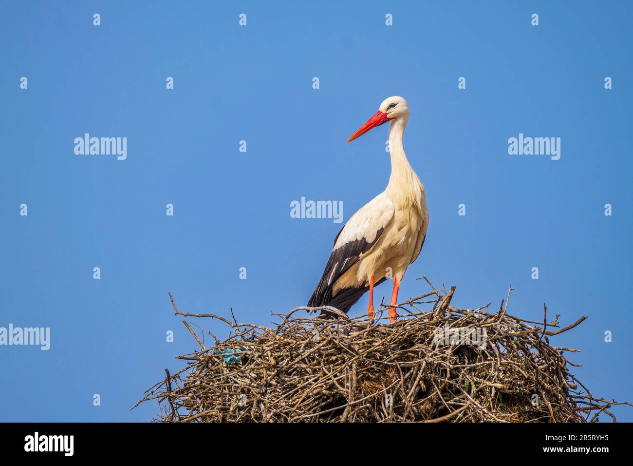 Portugal, Alentejo region, surroundings of Mertola, storks nesting on ...