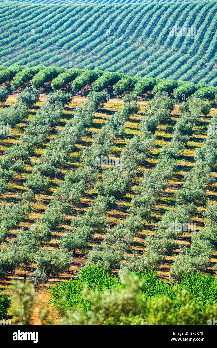 Portugal, Alentejo region, surroundings of Serpa, the cultivation of ...