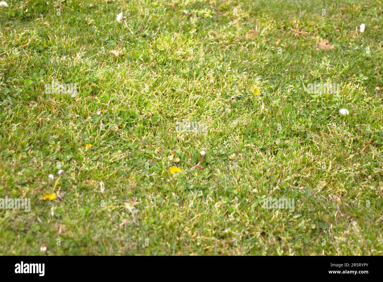 California grass on a baseball field that captures the blades of grass ...