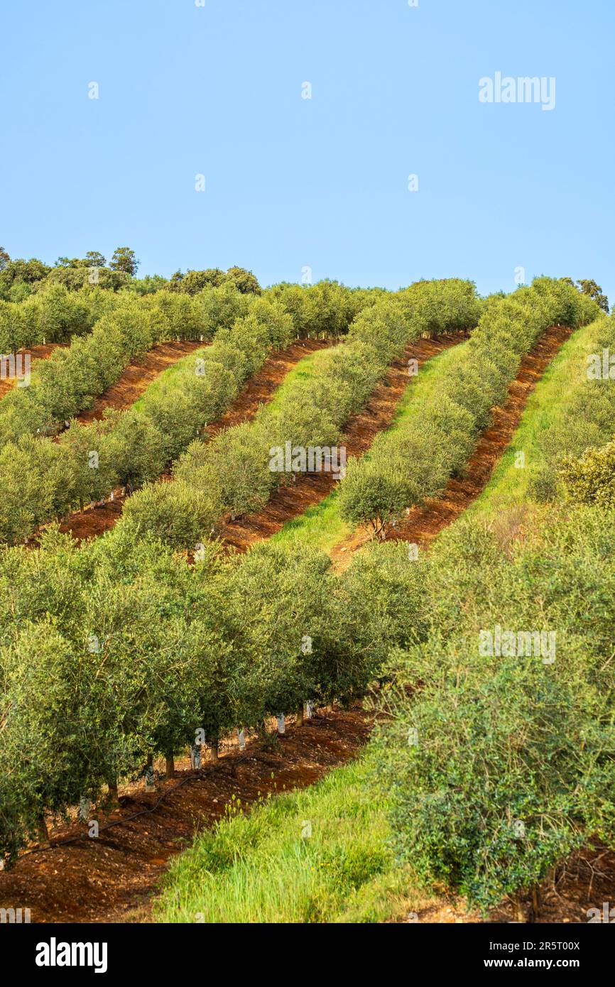 Portugal, Alentejo region, the cultivation of olive trees is a thousand ...