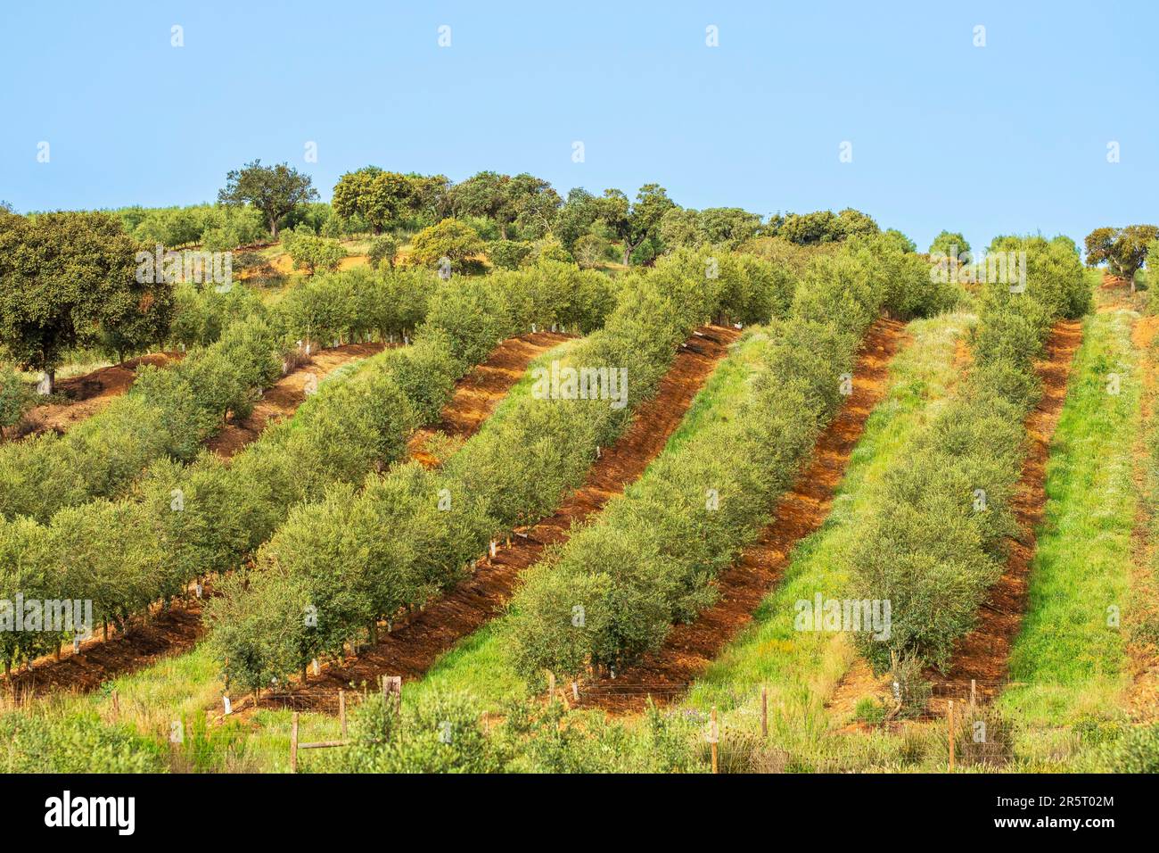 Portugal, Alentejo region, the cultivation of olive trees is a thousand ...