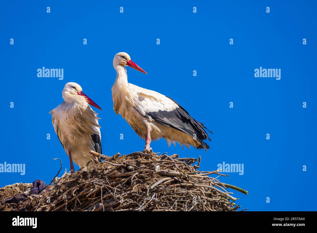 Portugal, Alentejo region, Comporta, storks nesting on the roofs Stock ...