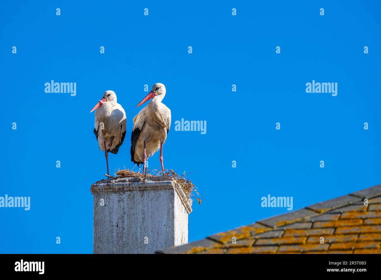 Portugal, Alentejo region, Comporta, storks nesting on the roofs Stock ...