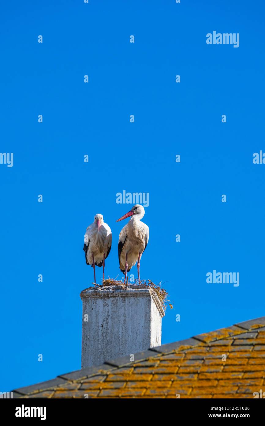 Portugal, Alentejo region, Comporta, storks nesting on the roofs Stock ...