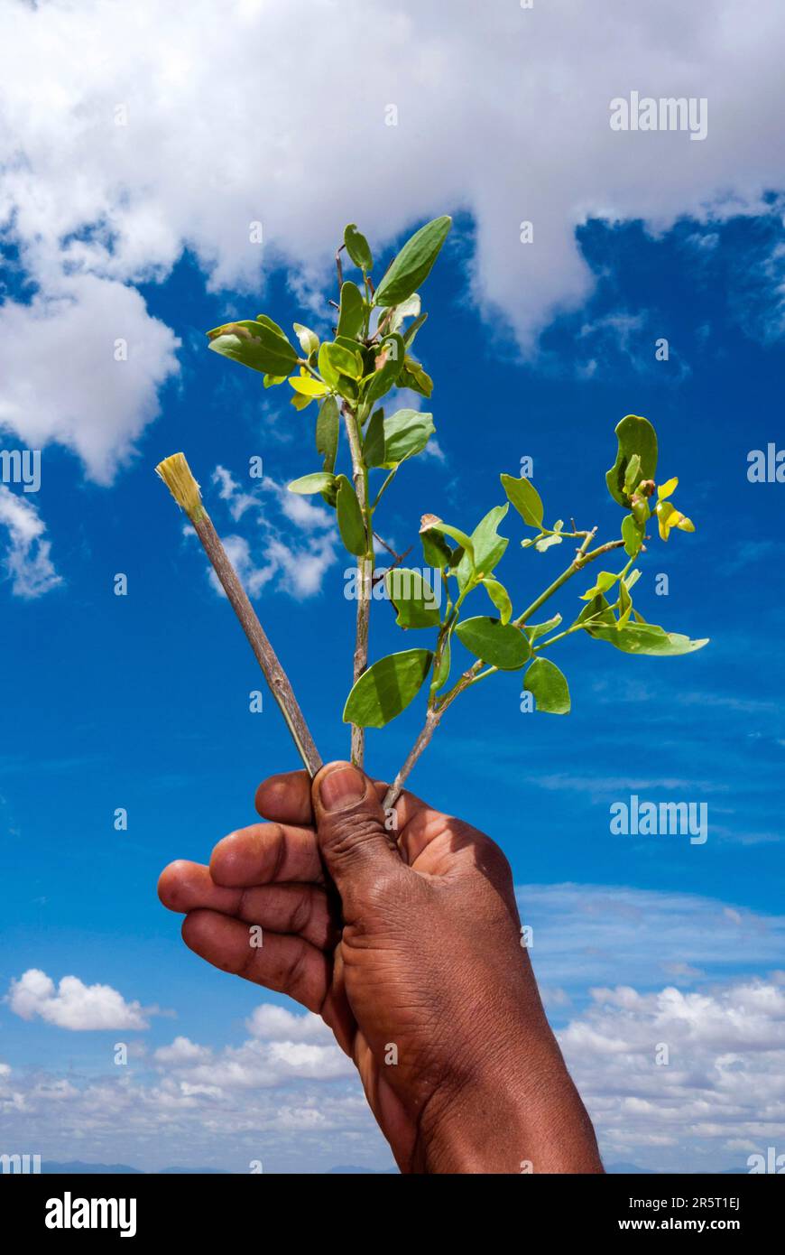 Kenya, Taita Hills Wildlife Sanctuary, Branches of Toothbrush tree ...