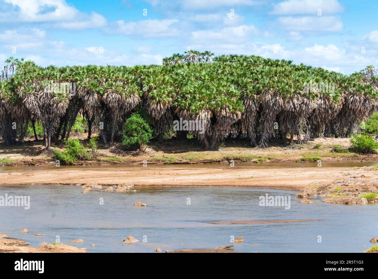 Kenya, Tsavo East National Park, Galana river, Doum palms (Hyphaene ...