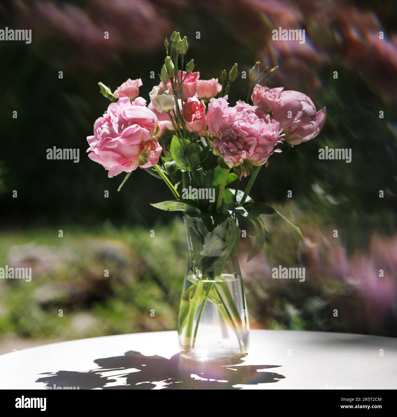 rose peony in a summer flower bed close-up Stock Photo - Alamy