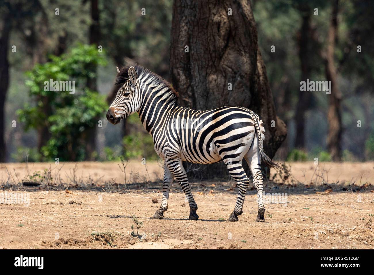 Zambia, Lower Zambezi natioinal Park, Plains zebra or Burchell's zebra ...