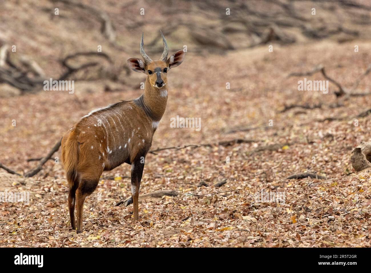 Zambia, South Luangwa natioinal Park, Bushbuck (Tragelaphus scriptus ...